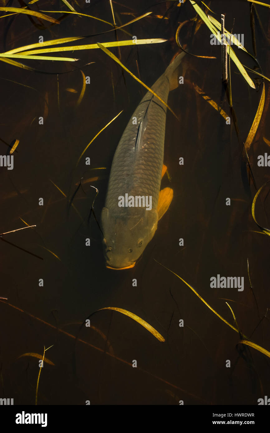 big fish in a lake Stock Photo - Alamy