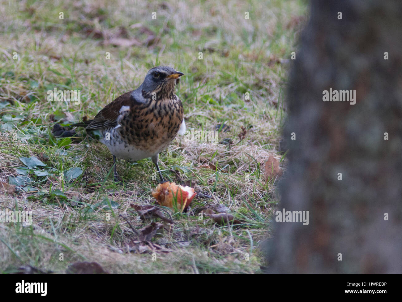FIELDFARE IN GARDEN WITH A APPLE Stock Photo - Alamy