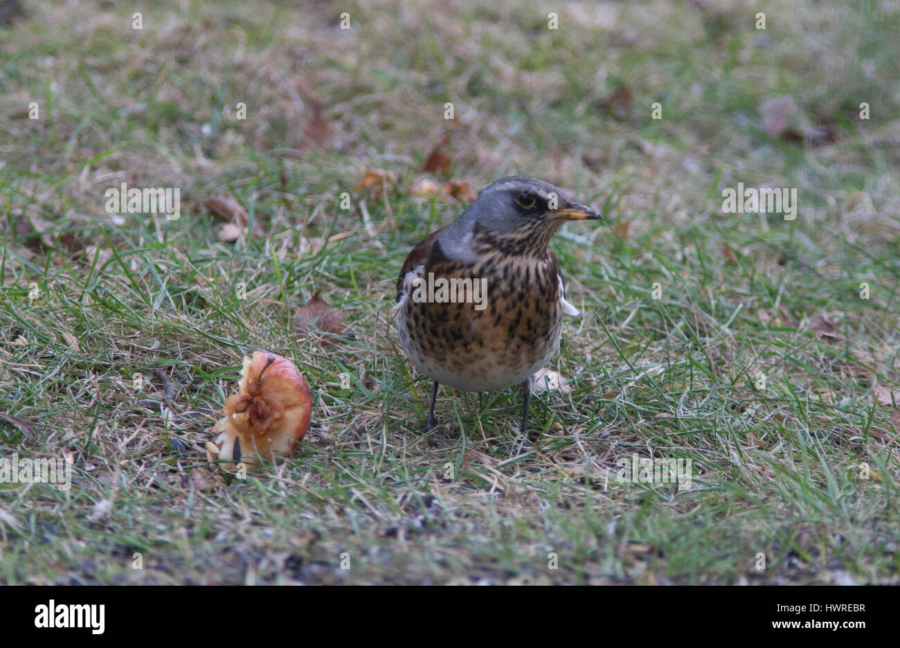 FIELDFARE IN GARDEN WITH A APPLE Stock Photo - Alamy