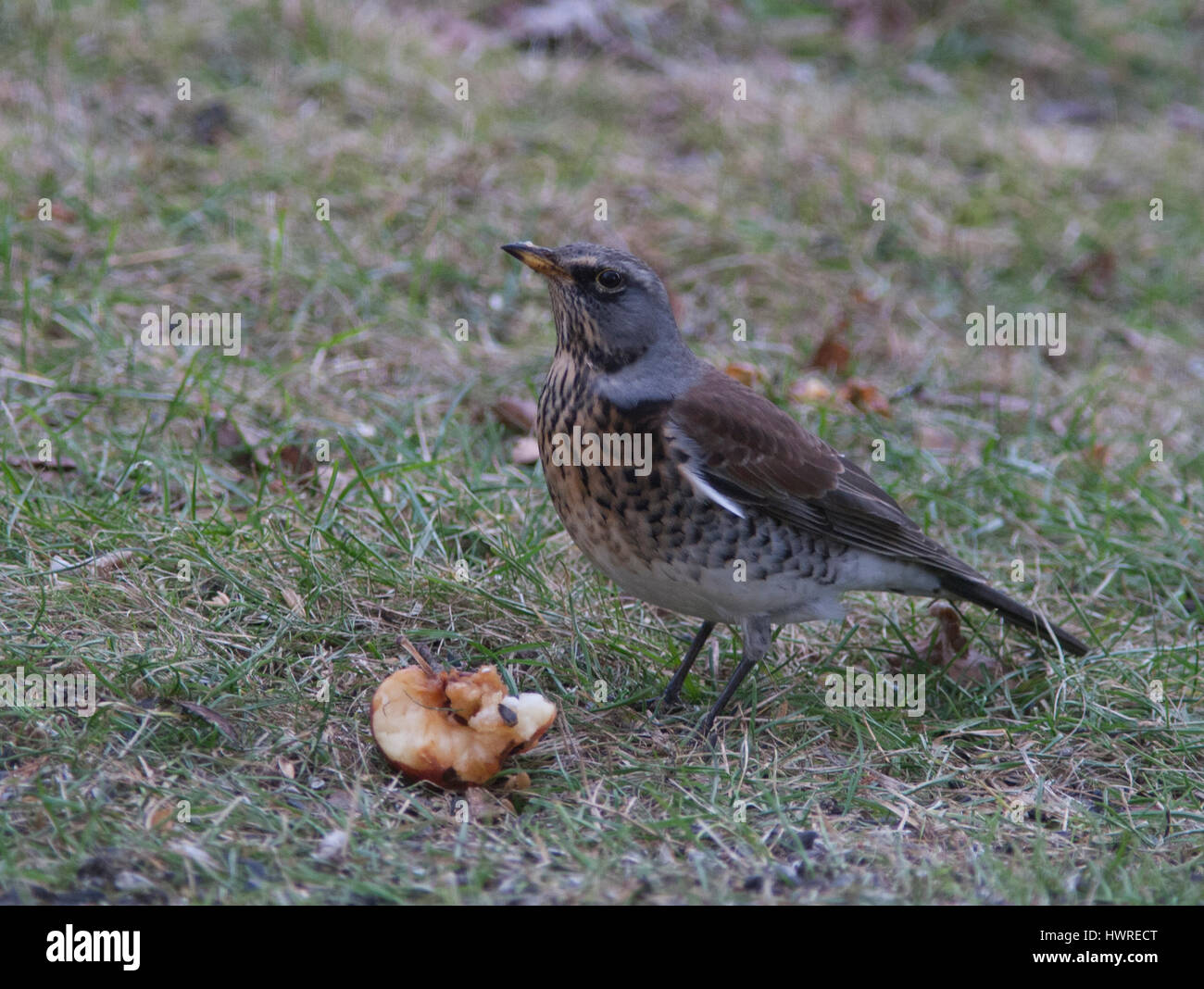 FIELDFARE IN GARDEN WITH A APPLE Stock Photo - Alamy