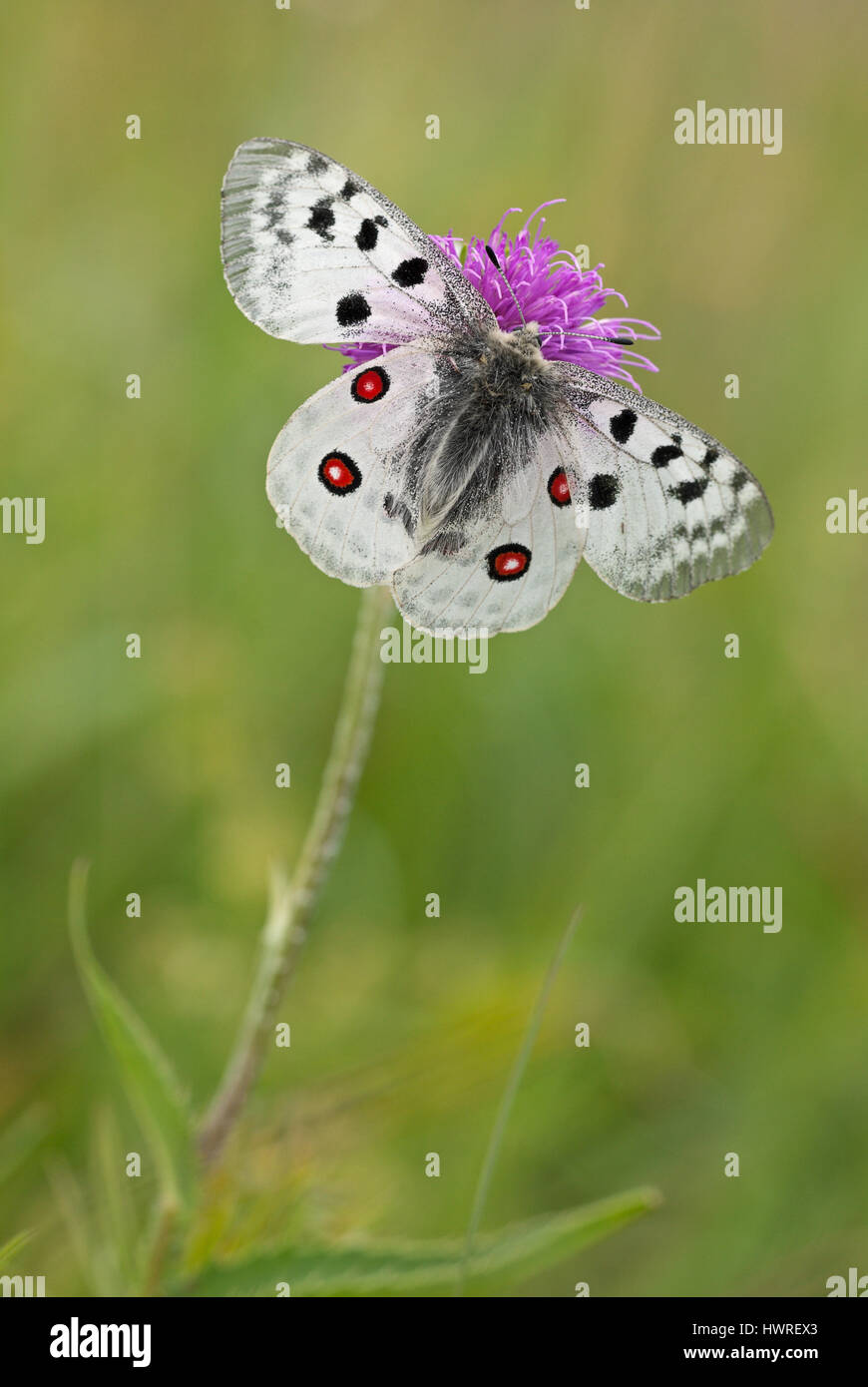 Mountain Apollo (Parnassius apollo) dorsal view with open wings to show ...