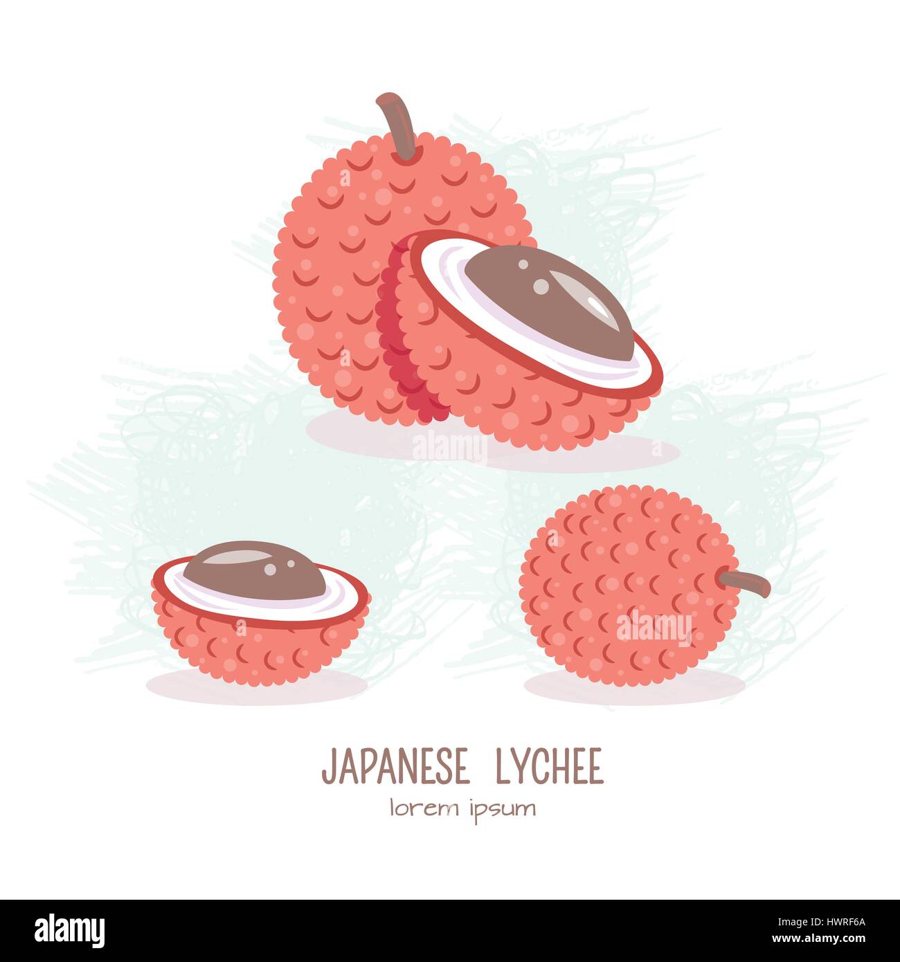 Vector illustration of Lychee fruit . All objects are conveniently ...