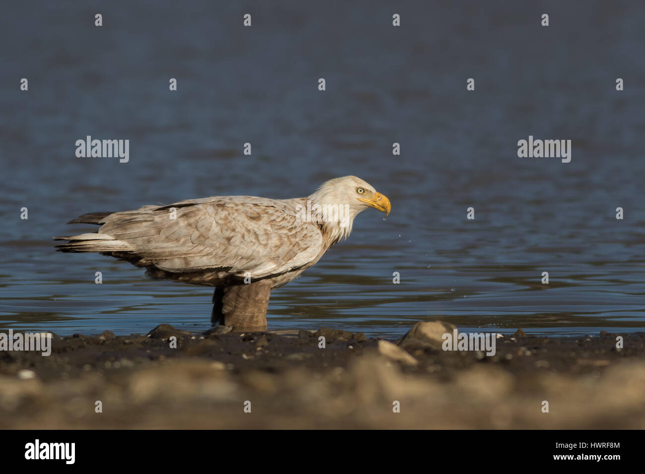 Leucistic Eagle