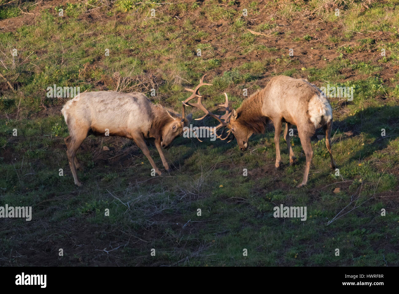 Two Tule Elk bulls lightly spar during sunrise on the coastal cliffs of ...