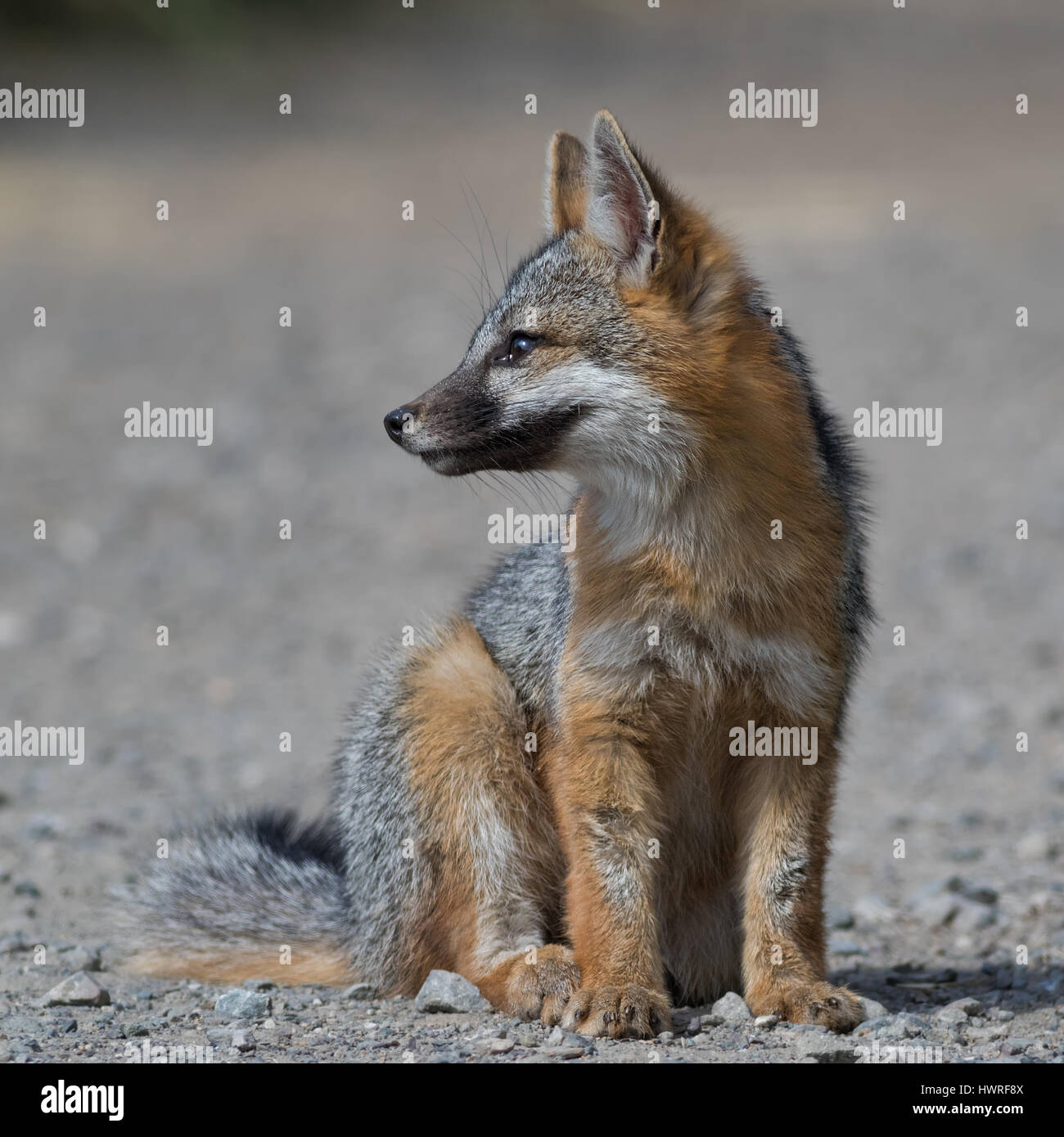 North american gray fox hi-res stock photography and images - Alamy