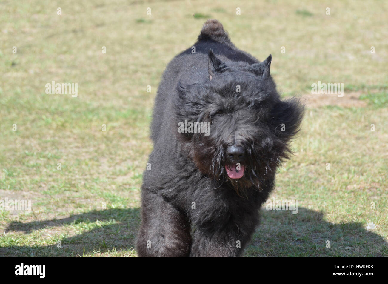Bouviers des Flanders dog prancing in grass Stock Photo - Alamy