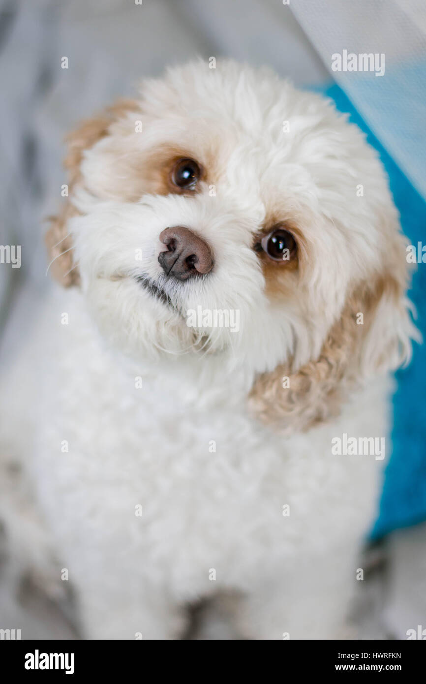 Furry white dog hi-res stock photography and images - Alamy