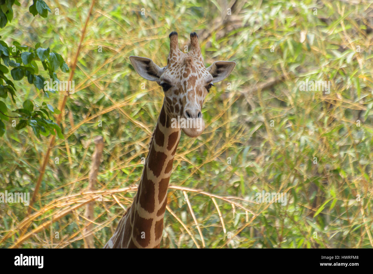 Indian calf images hi-res stock photography and images - Alamy