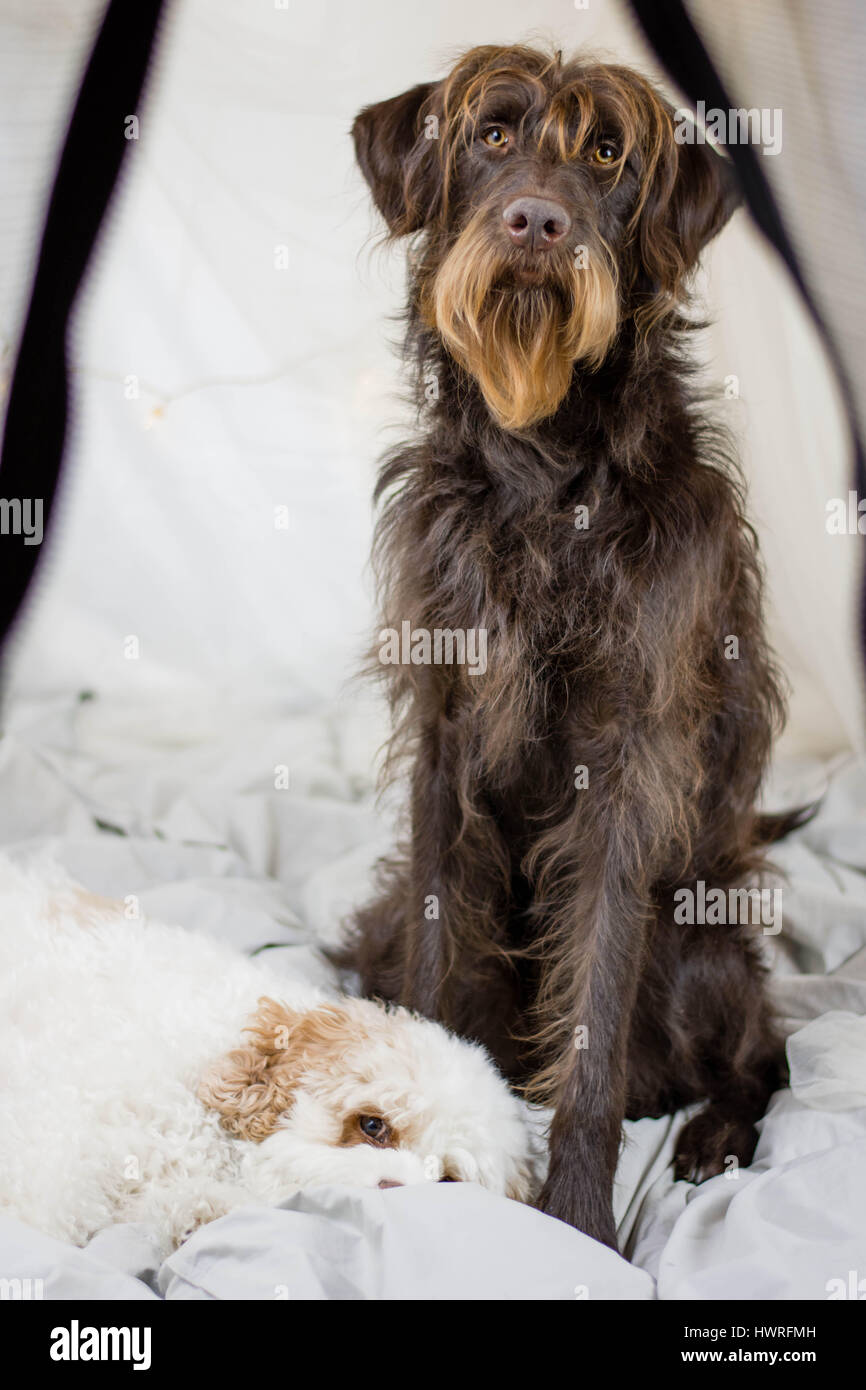 Mans best friend large dogs hi-res stock photography and images - Alamy