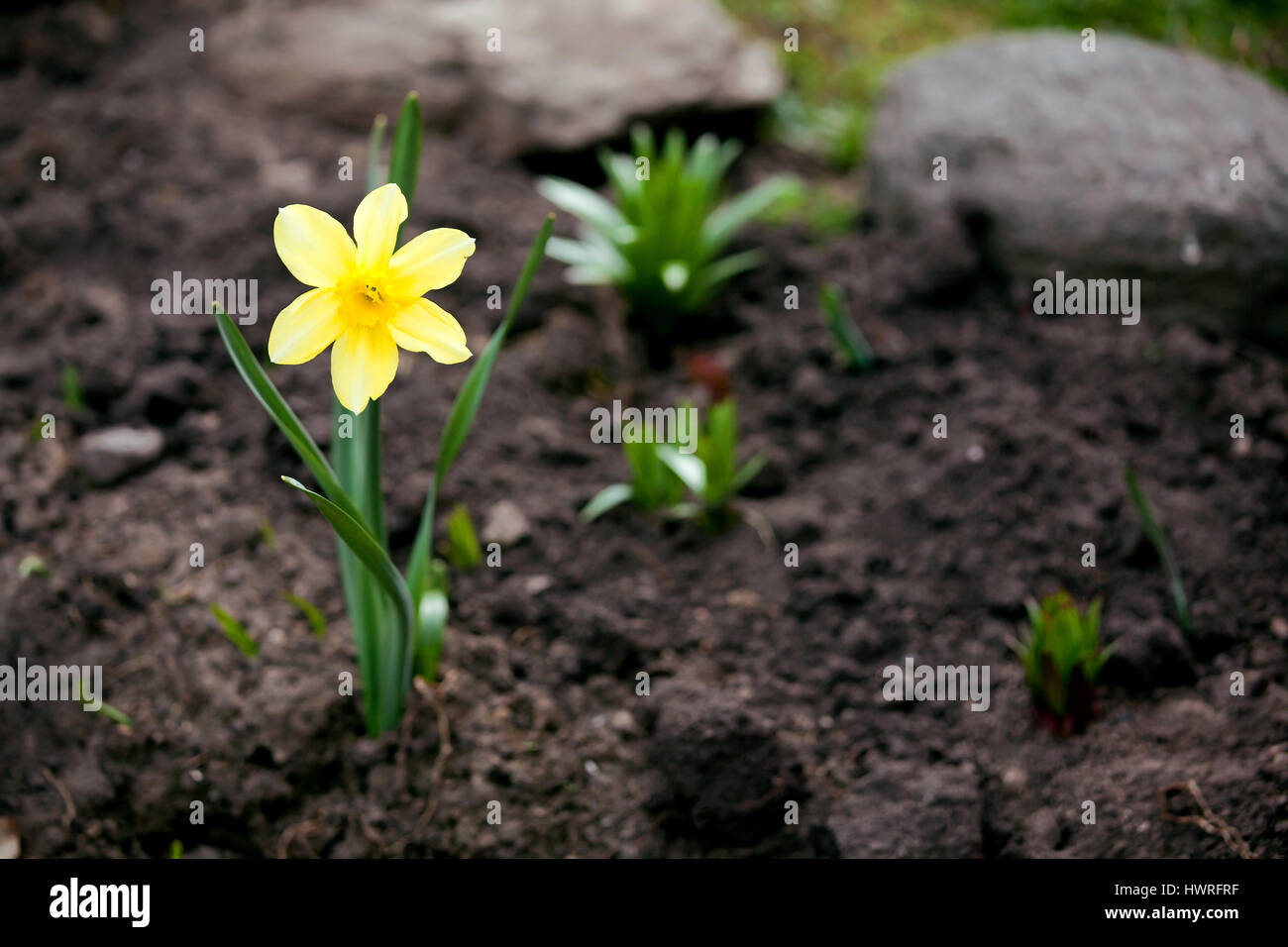 Single narcissus flower growing in spring Stock Photo - Alamy