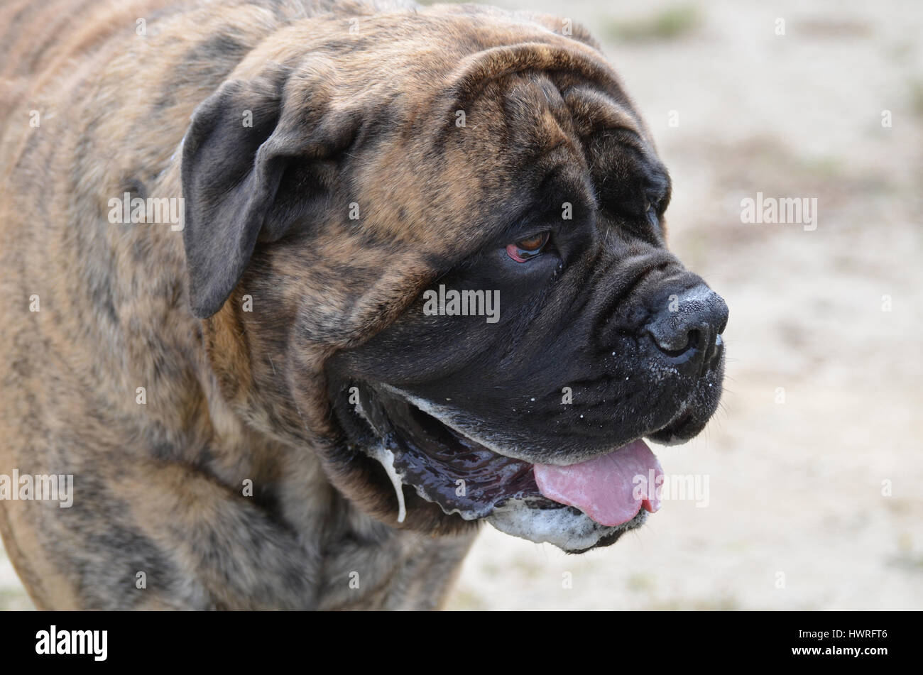 Cute drooling head hi-res stock photography and images - Alamy