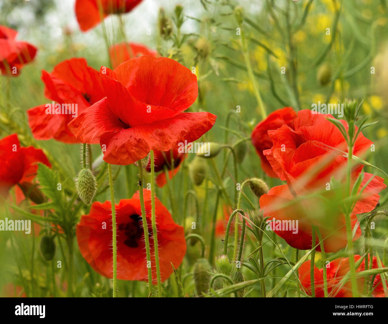Red poppies in full bloom Stock Photo - Alamy