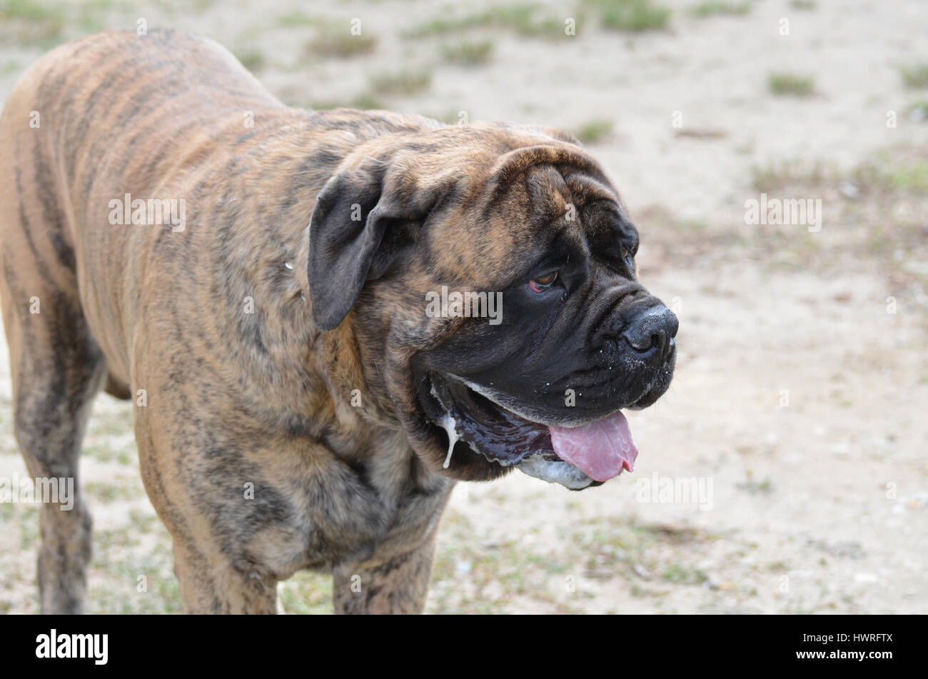 Big drooling dog hi-res stock photography and images - Alamy