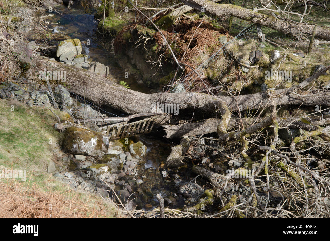 Tree trunks branches moss hi-res stock photography and images - Alamy