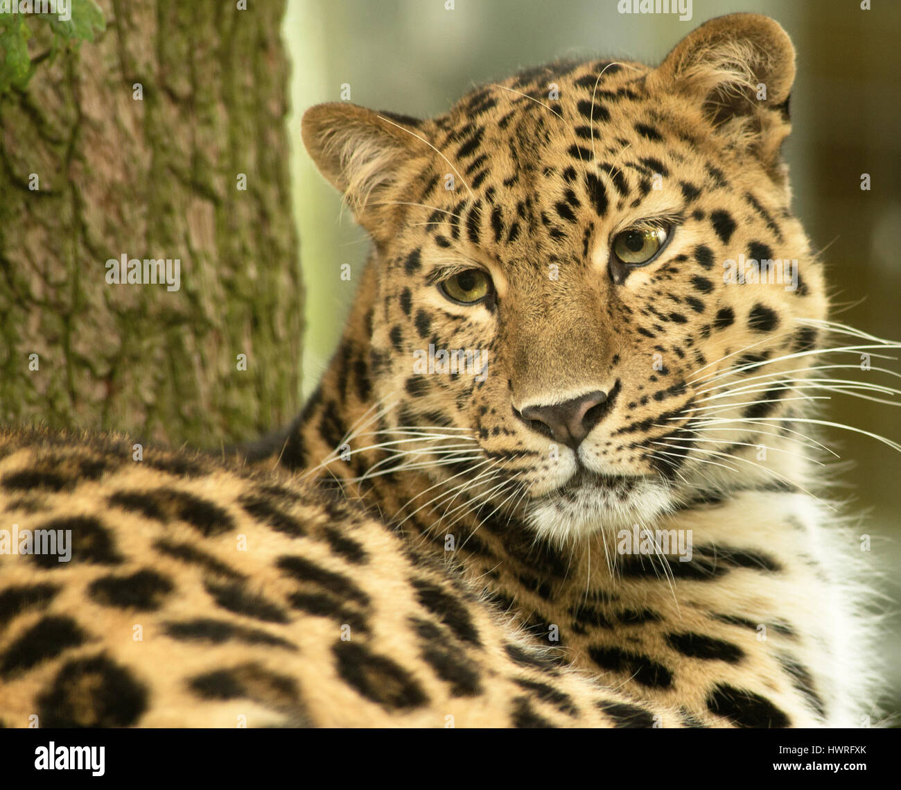 Female Leopard, Panthera pardus laying in the grass Stock Photo - Alamy