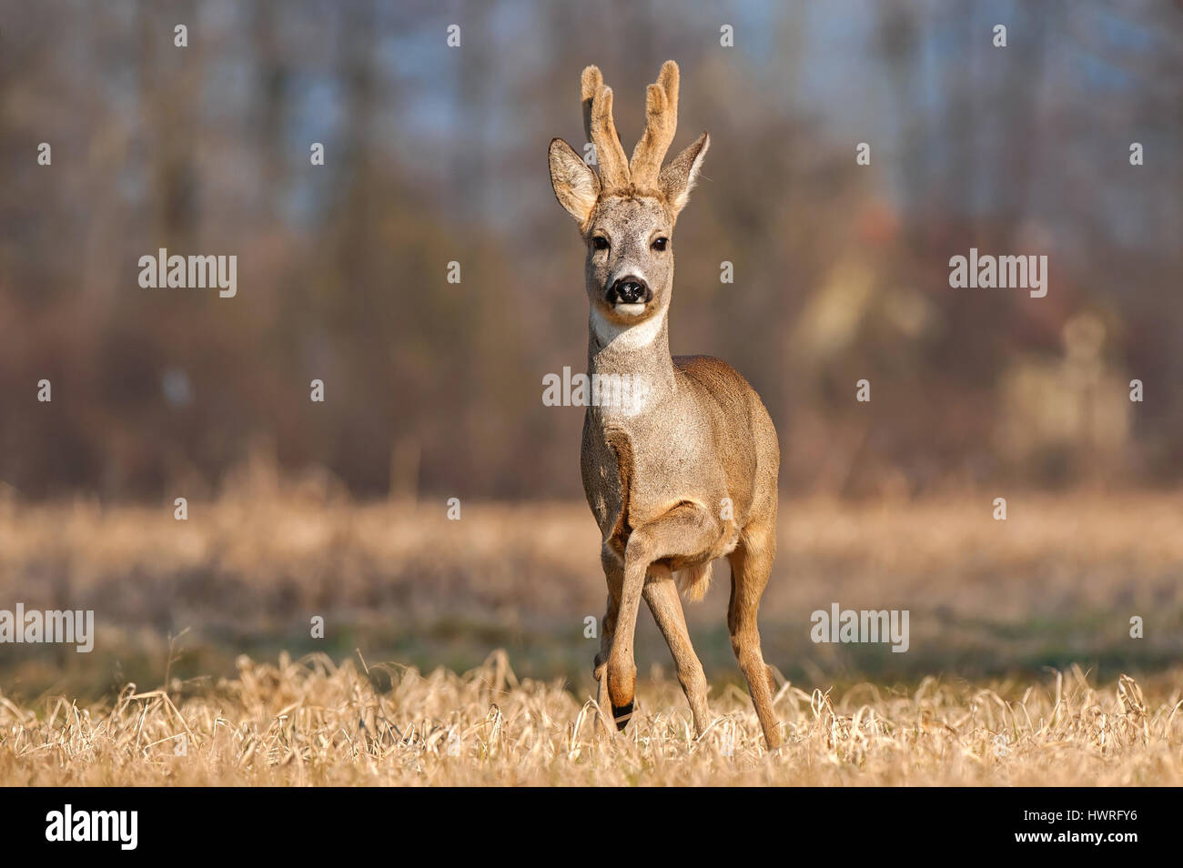 Wild roe buck standing in a field Stock Photo - Alamy