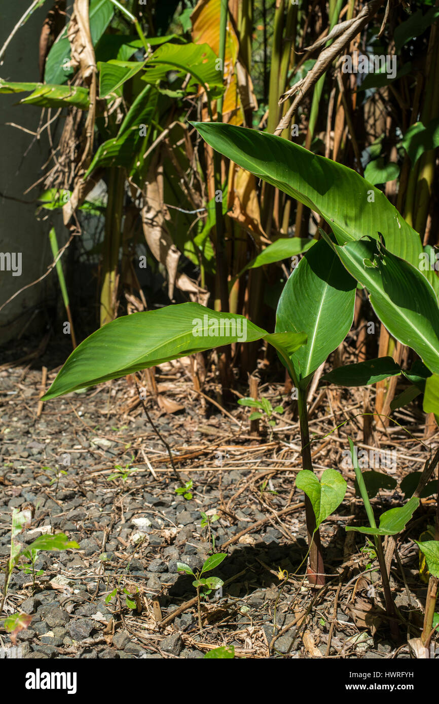 little banana tree Stock Photo - Alamy
