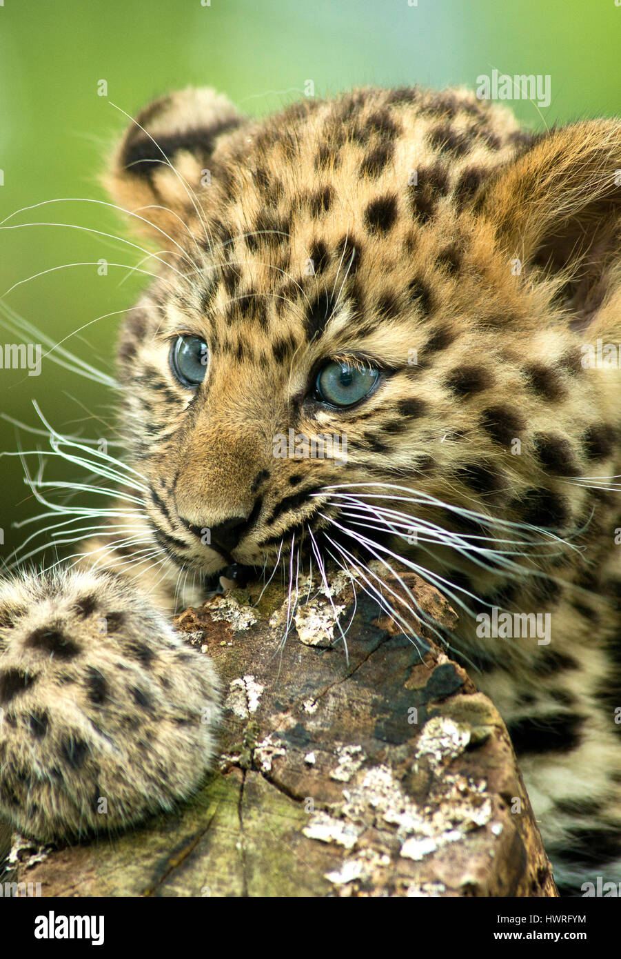 A Leopard cub Stock Photo - Alamy