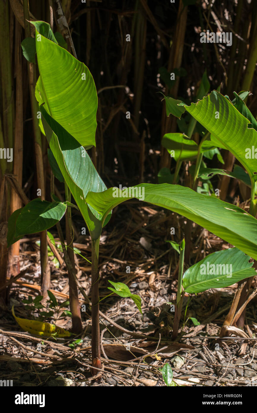 little banana tree Stock Photo - Alamy