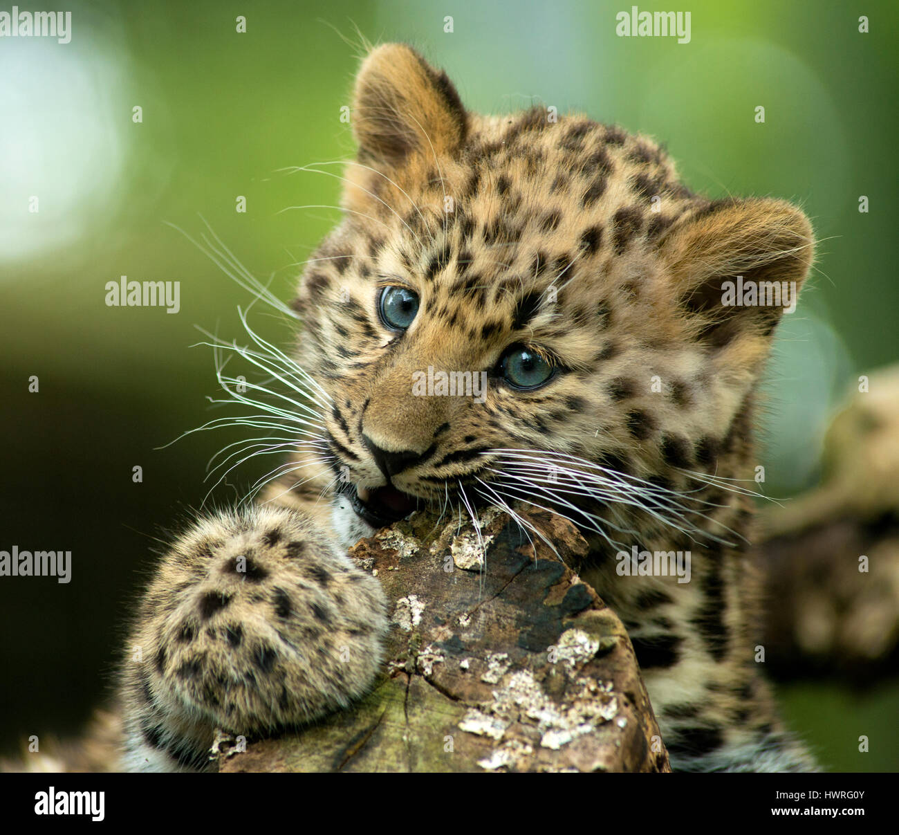 A Leopard cub Stock Photo - Alamy