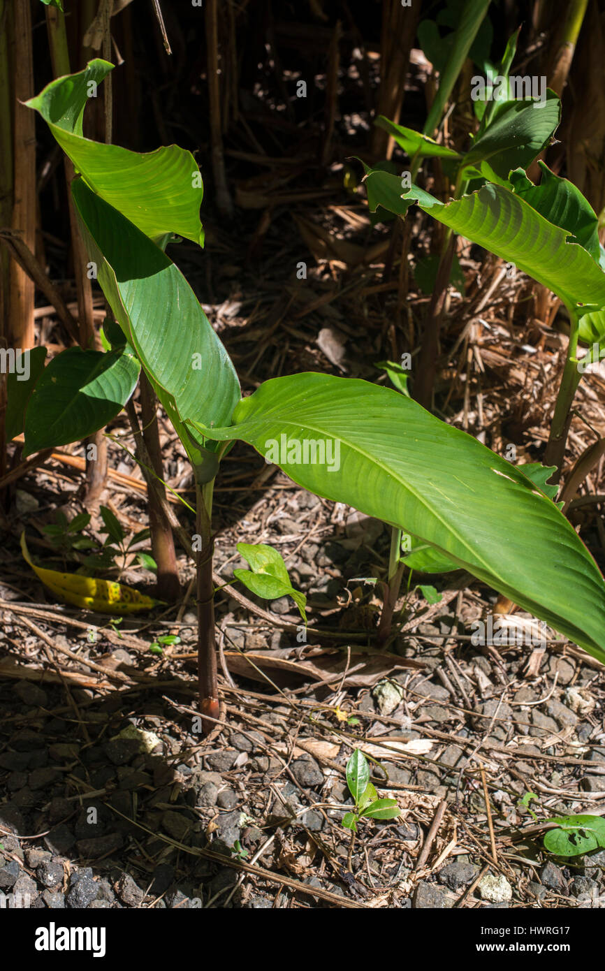 little banana tree Stock Photo - Alamy
