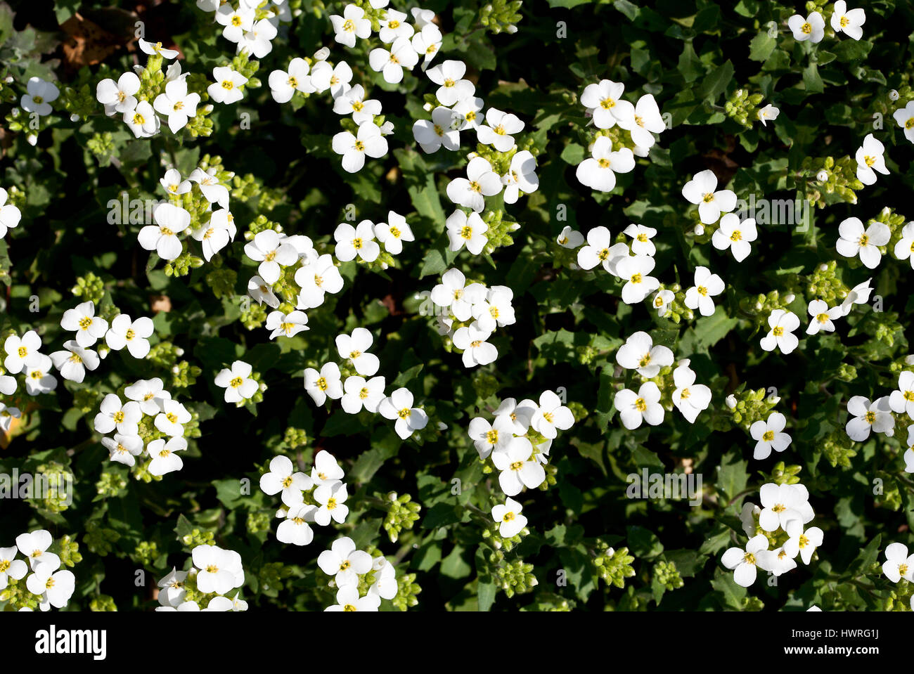 Background of little white flowers in spring Stock Photo - Alamy