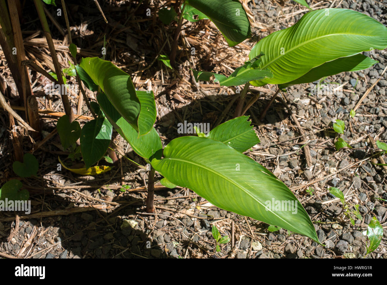 little banana tree Stock Photo - Alamy