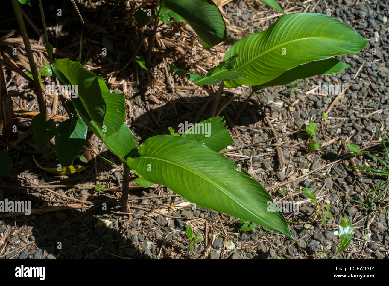 Banana leaf tree hi-res stock photography and images - Alamy