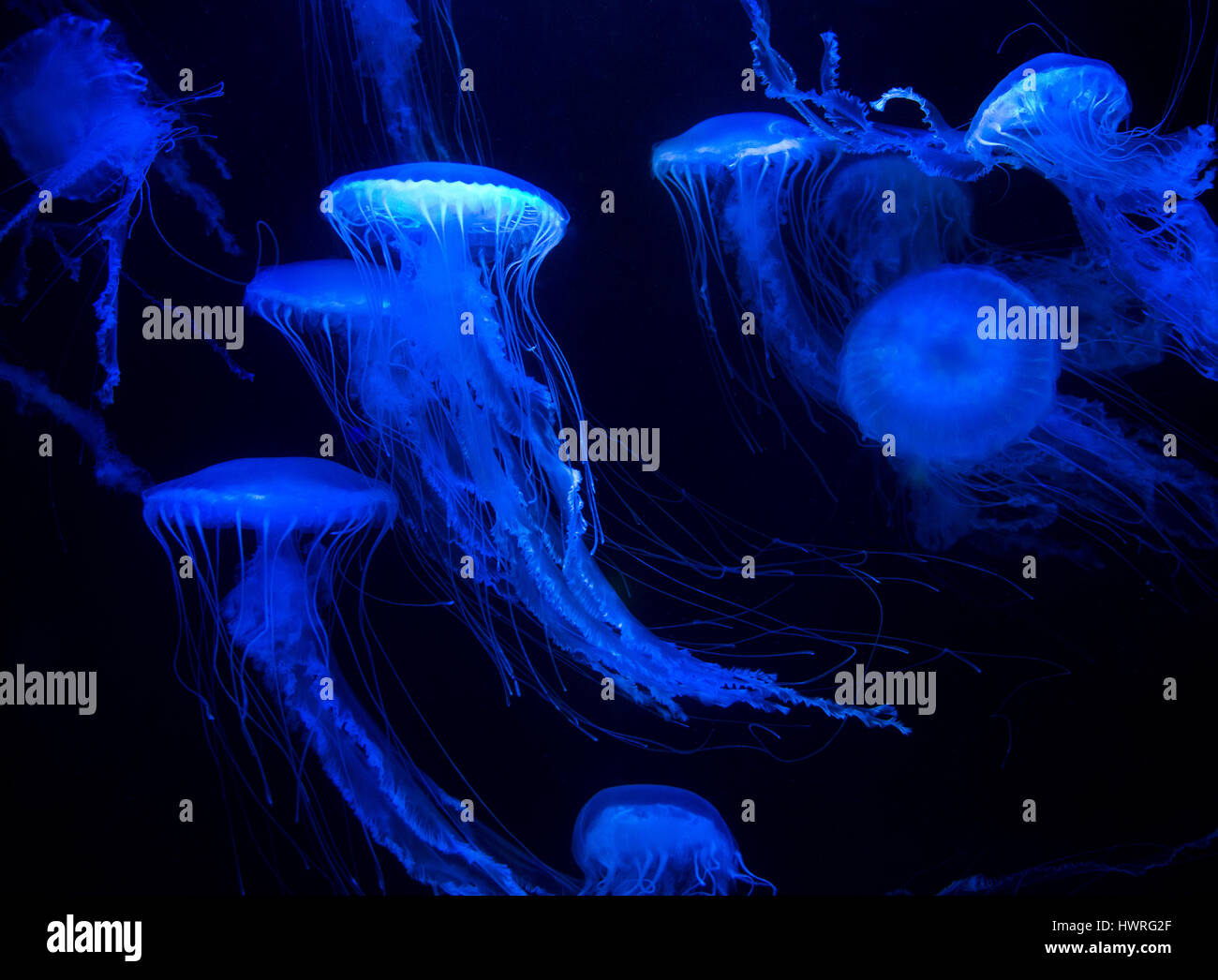An Atlantic nettle jellyfish Stock Photo - Alamy