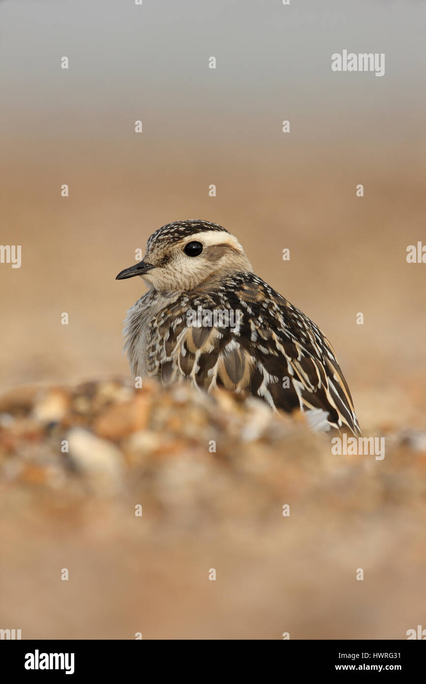Juvenile Dotterel High Resolution Stock Photography and Images - Alamy