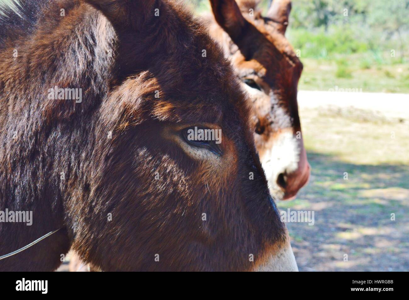 Hairy donkey hi-res stock photography and images - Alamy