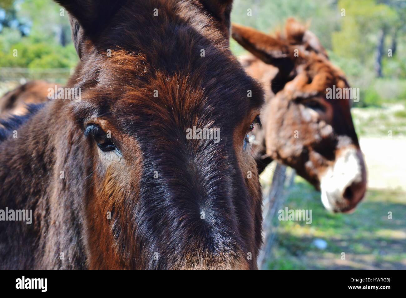 Donkey in the nature Stock Photo - Alamy