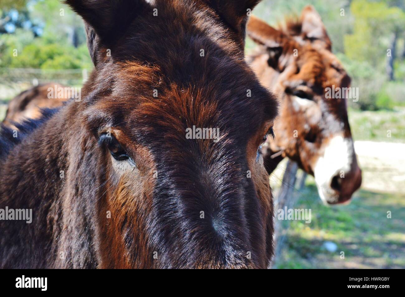 Donkey in the nature Stock Photo - Alamy