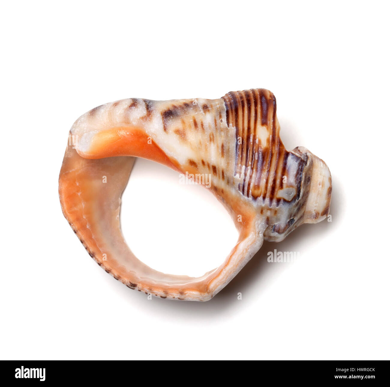 Shattered Conch Shell