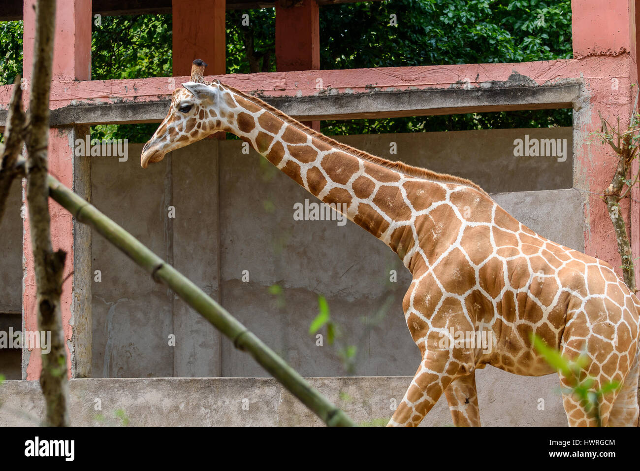 Images of african giraffe hi-res stock photography and images - Alamy