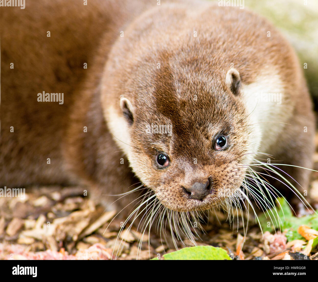 A European Otter Stock Photo - Alamy