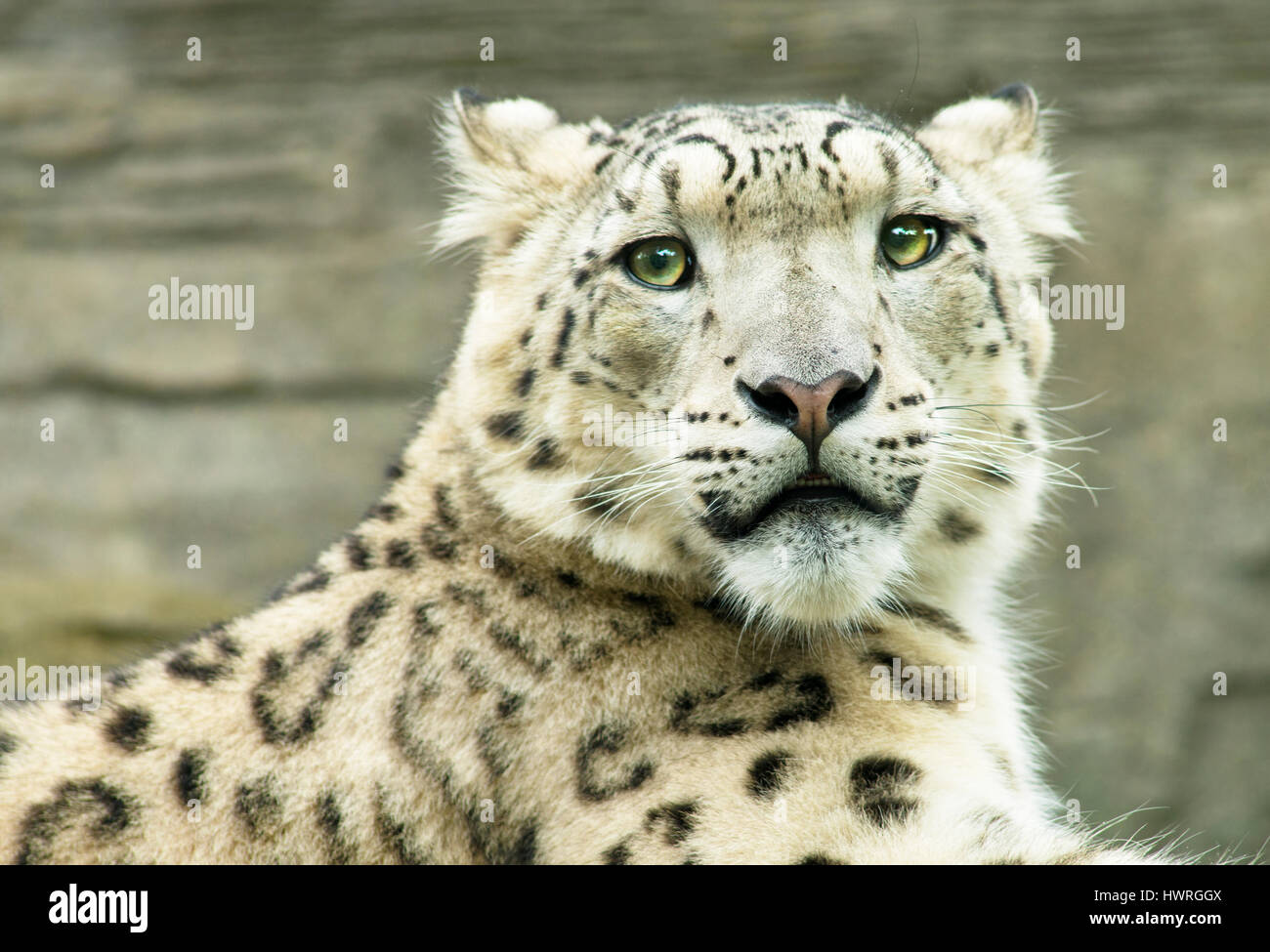 A snow Leopard resting on rock Stock Photo - Alamy