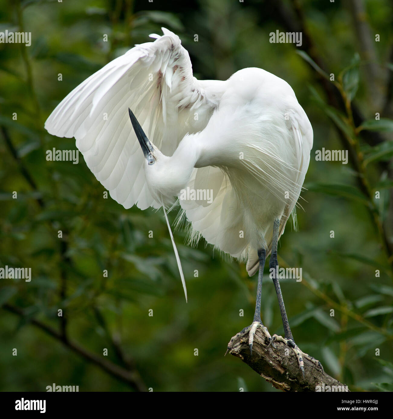 Chester Wing Stock Photos & Chester Wing Stock Images - Alamy