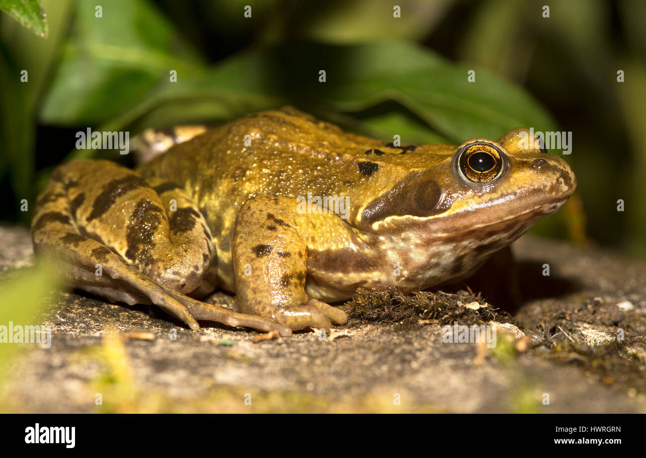 A Common frog in a garden Stock Photo - Alamy