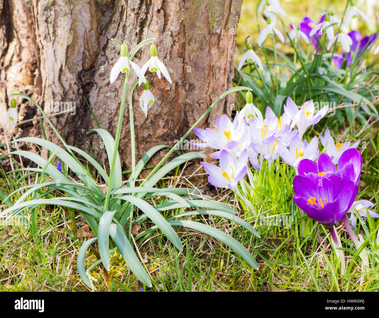 Various spring flowers at a tree trunk in the grass Stock Photo - Alamy