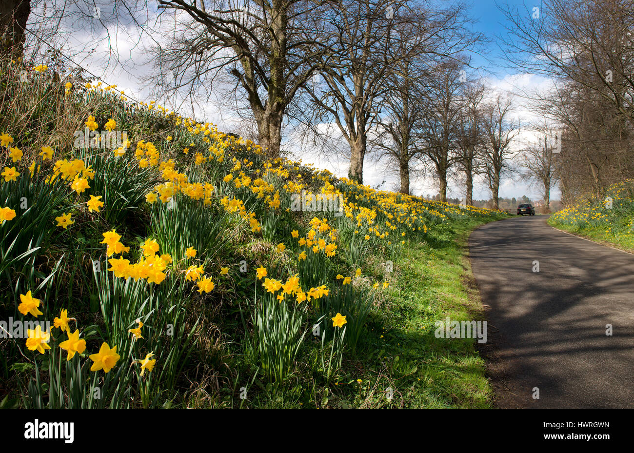 Road verge with daffodils hi-res stock photography and images - Alamy