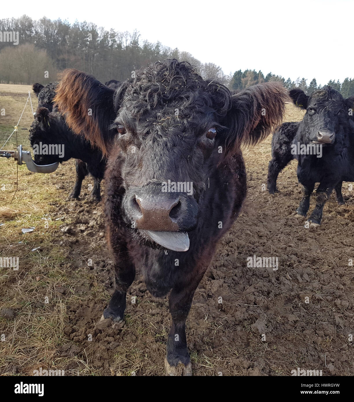 Galloway-Rind, Belted, Galloway Stock Photo - Alamy