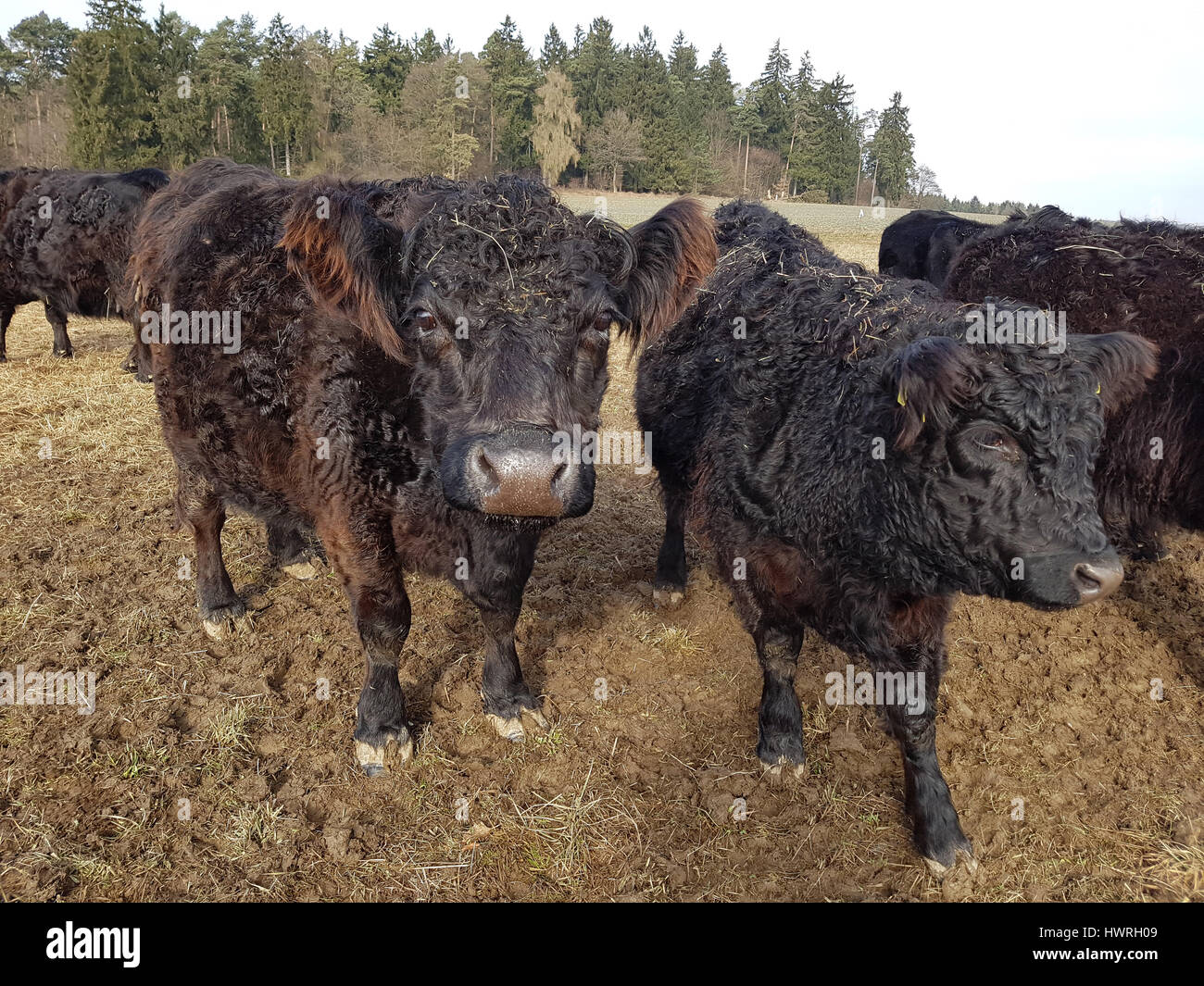 Galloway-Rind, Belted, Galloway Stock Photo - Alamy