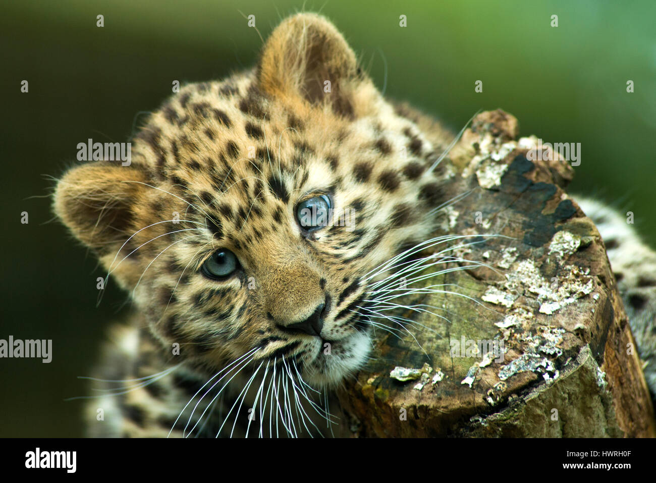 Leopard Cub High Resolution Stock Photography and Images - Alamy