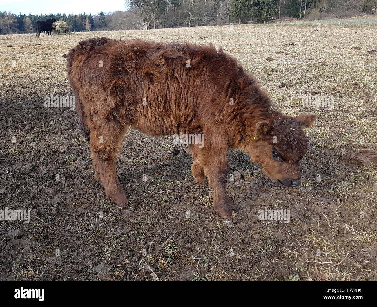 Galloway-Rind, Belted, Galloway Stock Photo - Alamy