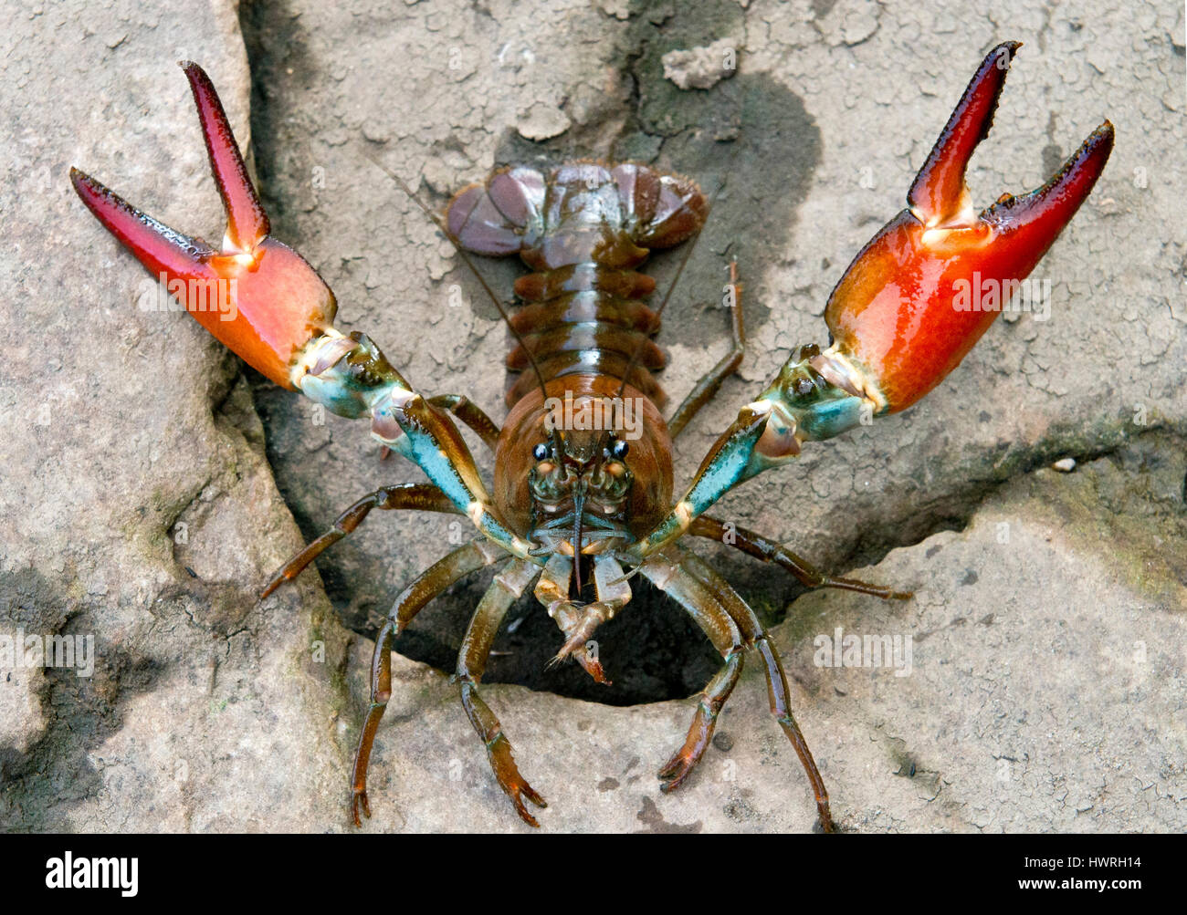 An aggressive Red Signal Crayfish Stock Photo - Alamy