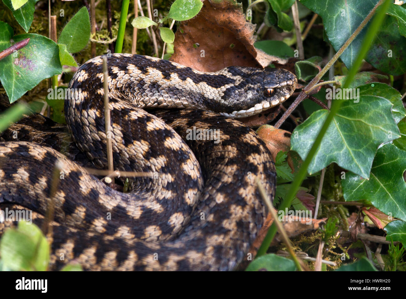 Adder snake hi-res stock photography and images - Alamy