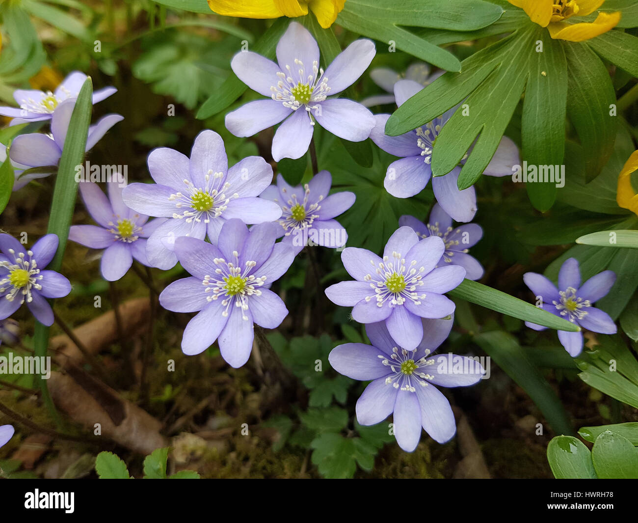 Leberblume hi-res stock photography and images - Alamy