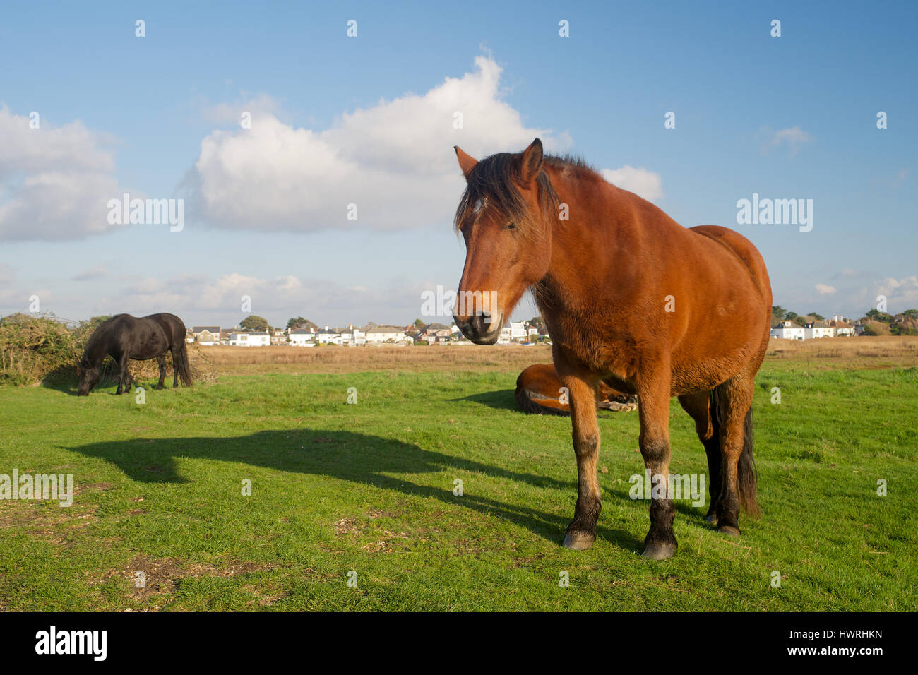 Stanpit Marsh Nature Reserve, Christchurch, Dorset, England Stock Photo ...