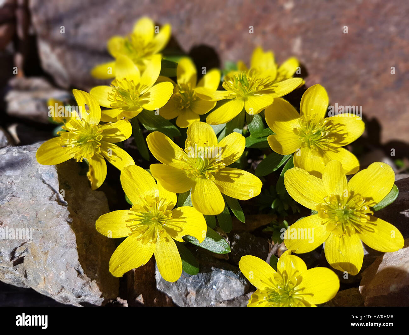 Winterling hi-res stock photography and images - Alamy